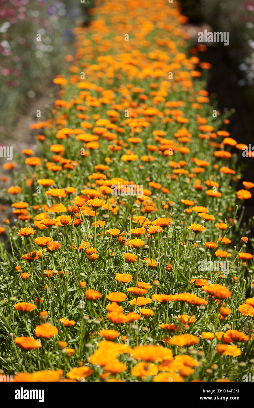 Row of flowers hi-res stock photography and images - Alamy