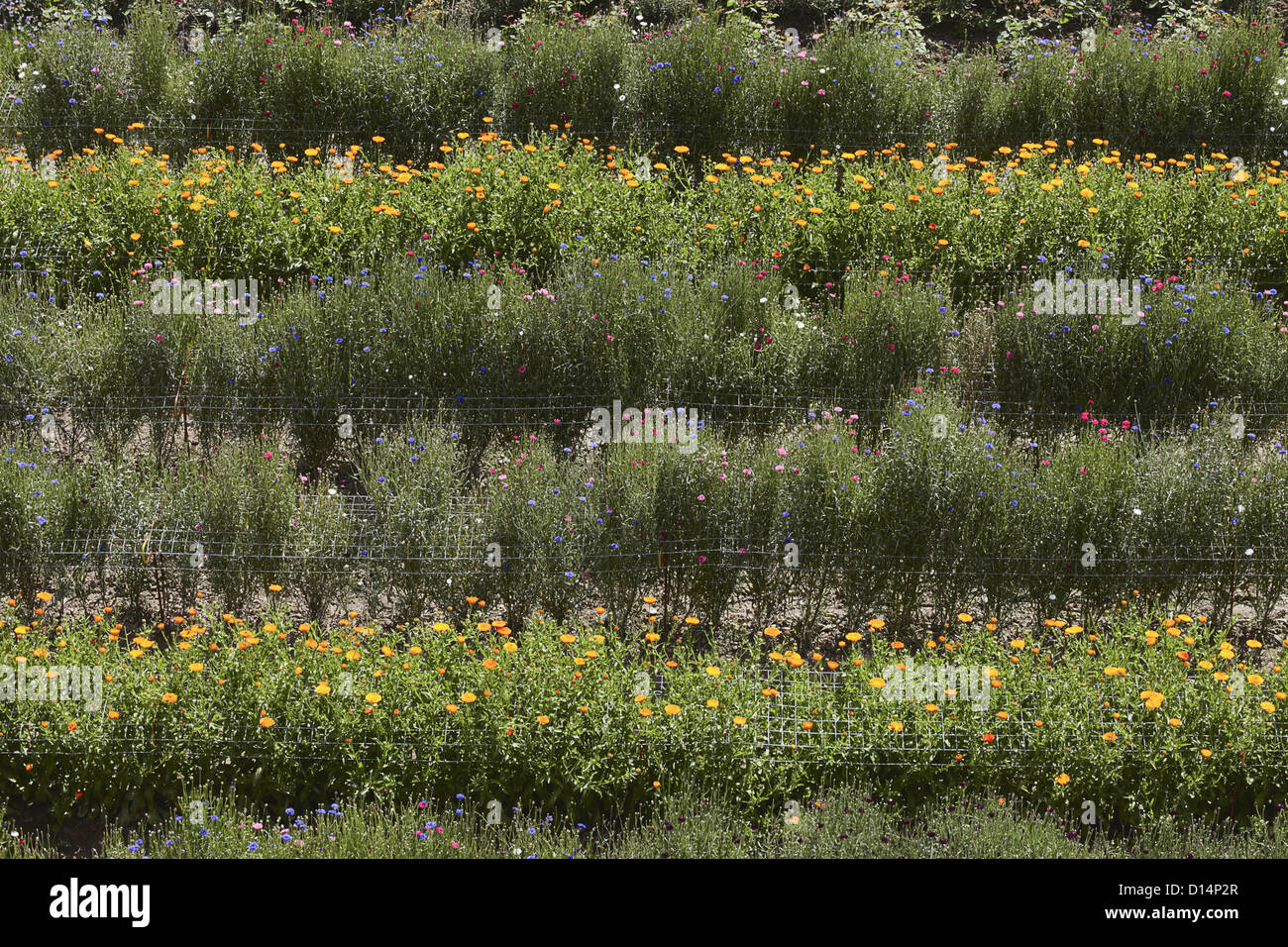Rows of colorful flowers in field Stock Photo - Alamy