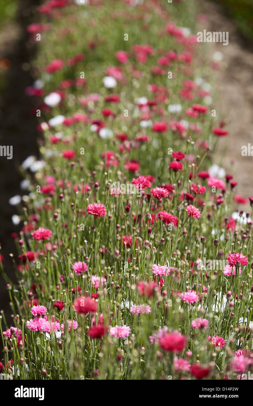 Pink White Flowers High Resolution Stock Photography and Images - Alamy