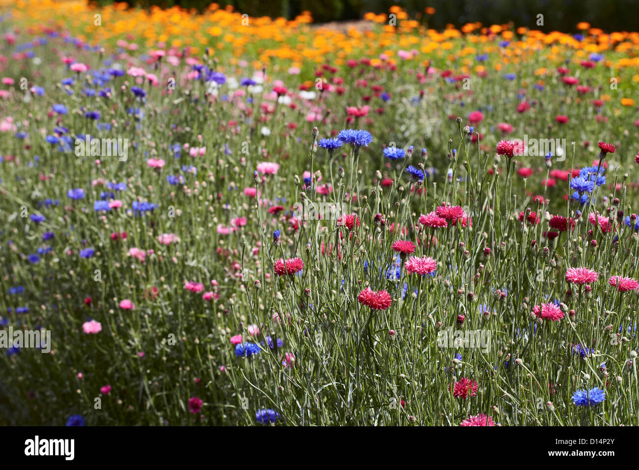 Row of colorful flowers in field Stock Photo - Alamy