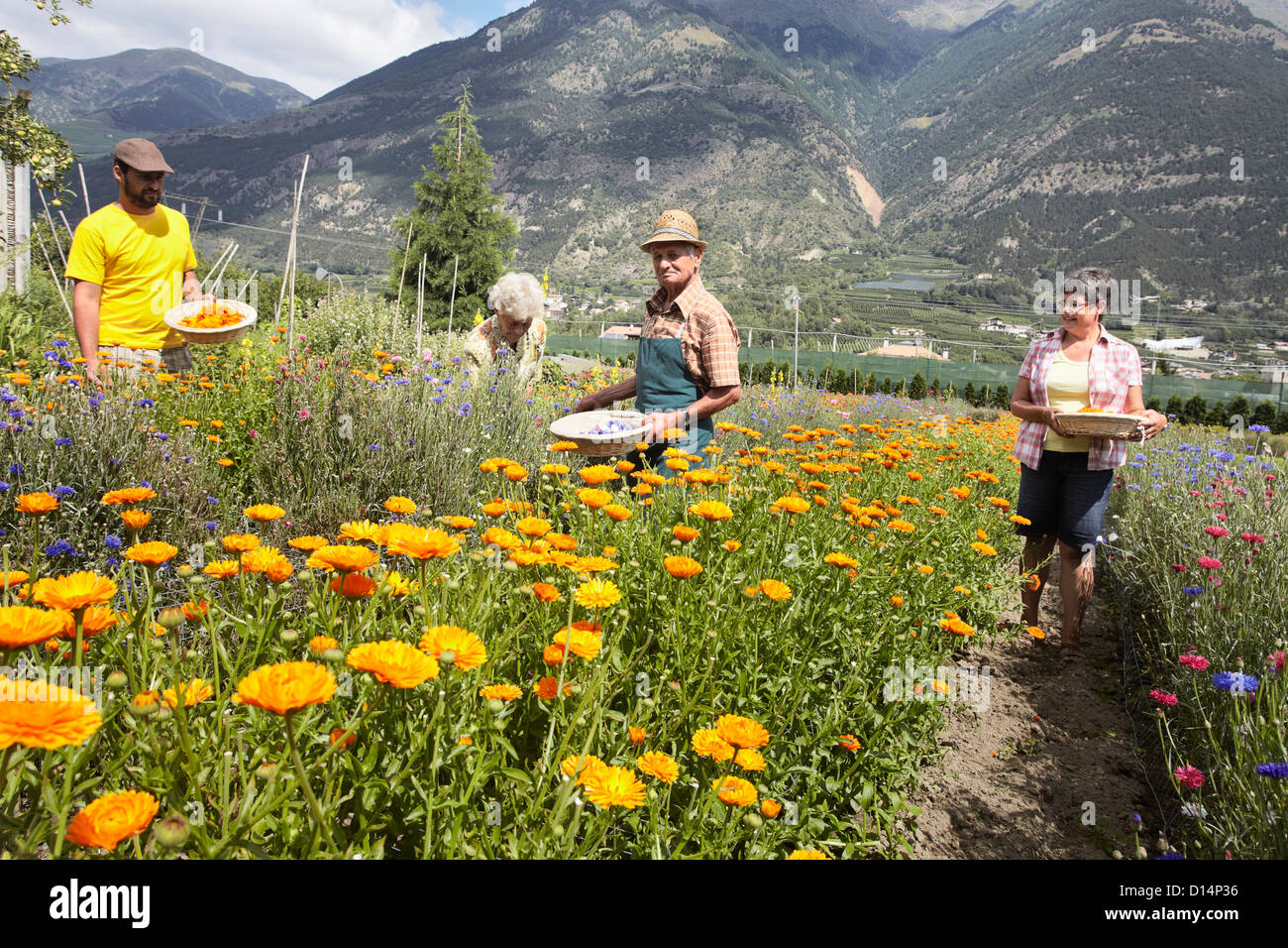 Older people picking flowers in field Stock Photo - Alamy