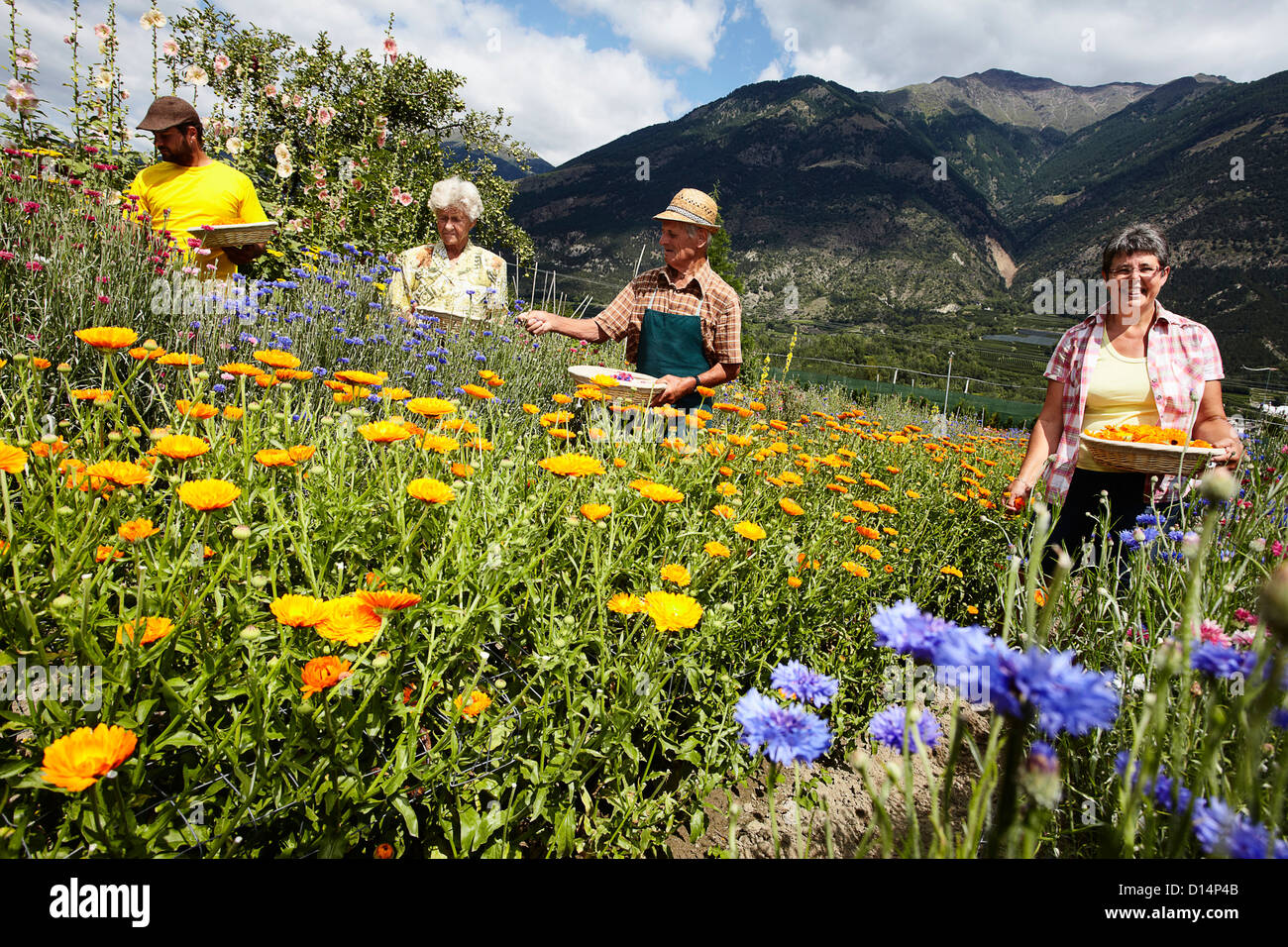 Older people picking flowers in field Stock Photo - Alamy