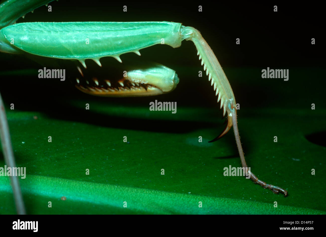 Praying mantis front leg showing how it is adapted for grasping hold of ...