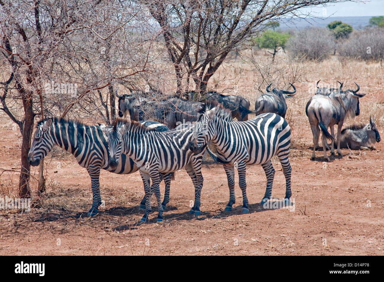 Zebra (Equus burchelli) in Africa;Tarangire National Park;Tanzania;East ...