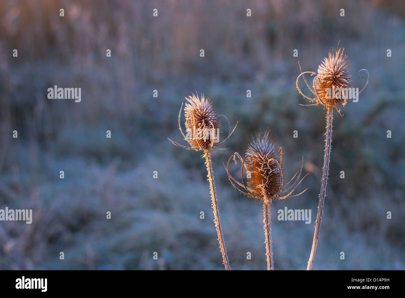 Teasel uk flower hi-res stock photography and images - Alamy