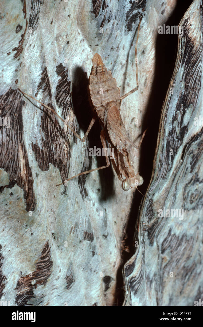 Australian praying mantis hi-res stock photography and images - Alamy