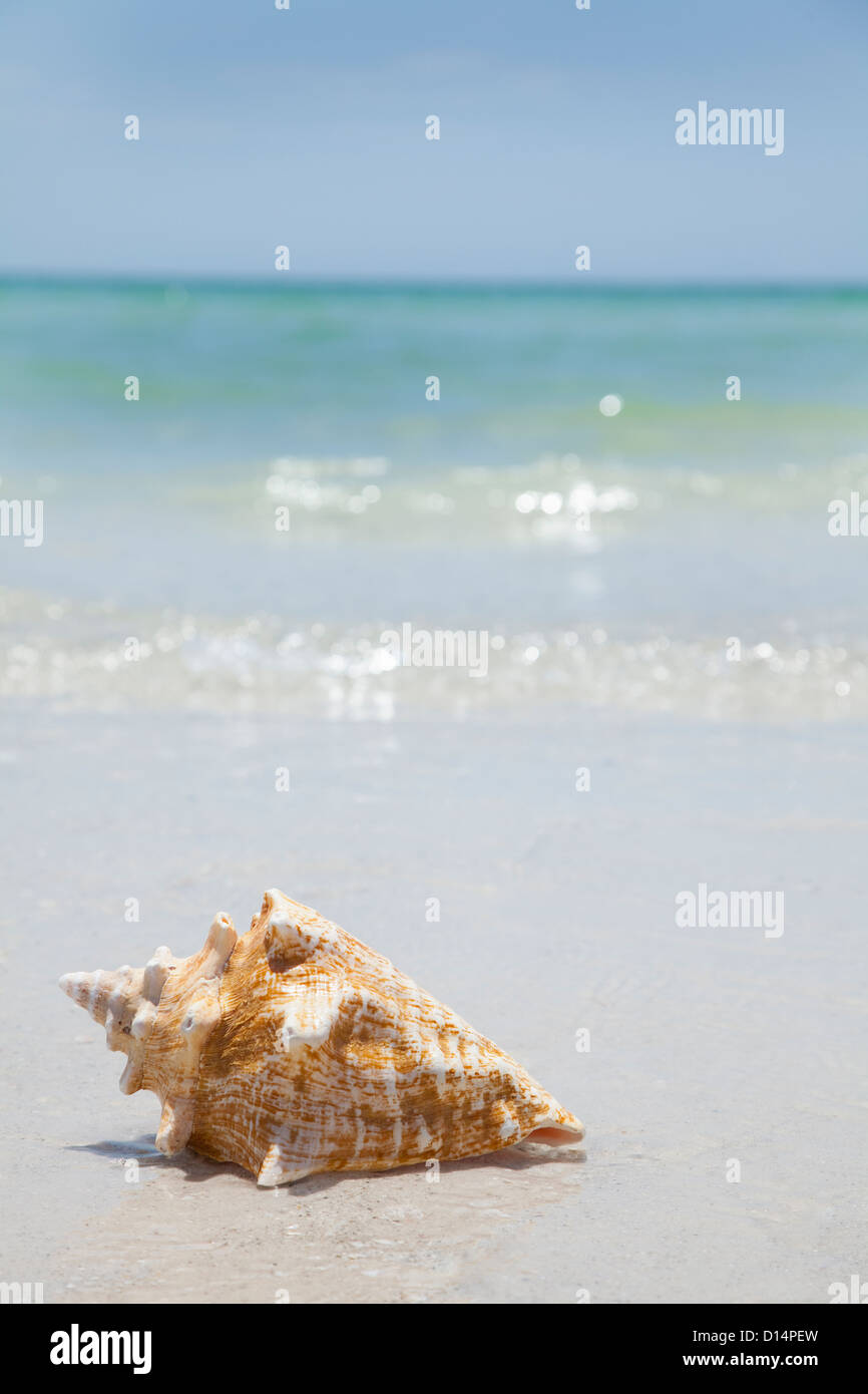 USA, Florida, St. Petersburg, conch shell on beach Stock Photo - Alamy
