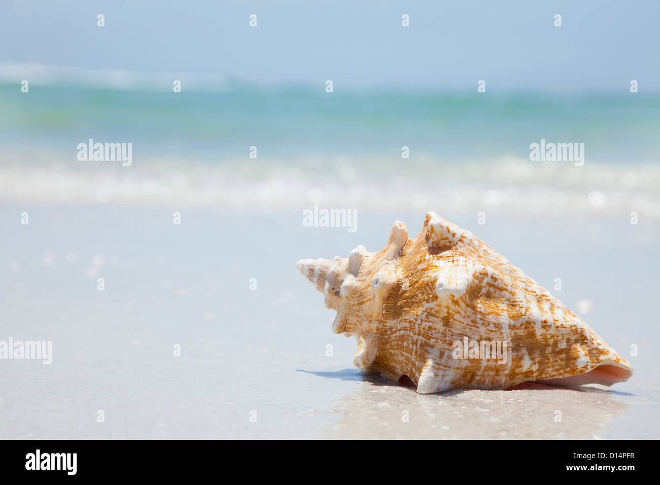 Conch sea shell hi-res stock photography and images - Alamy