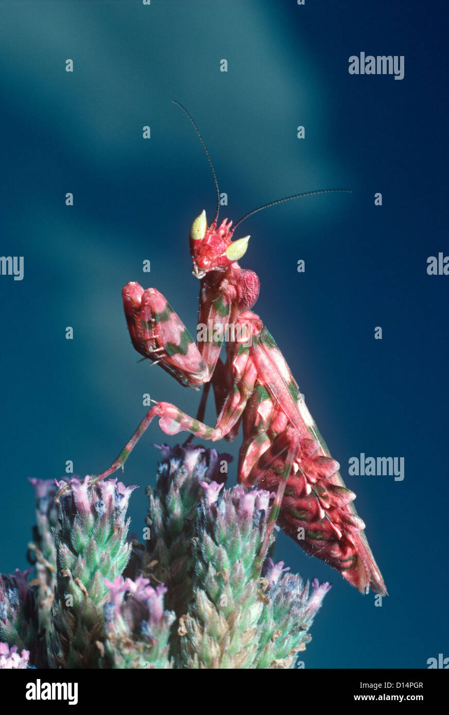 A flower mantis (Harpagomantis discolor) female in savannah South ...