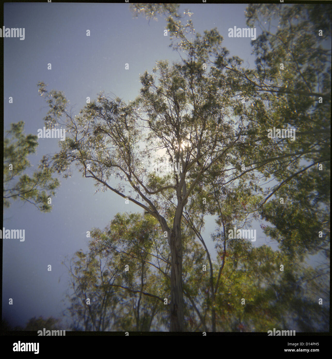 Sun Through Trees Stock Photo - Alamy