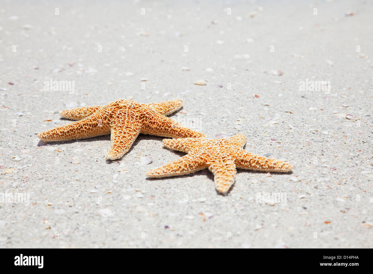 Two starfish on beach hi-res stock photography and images - Alamy
