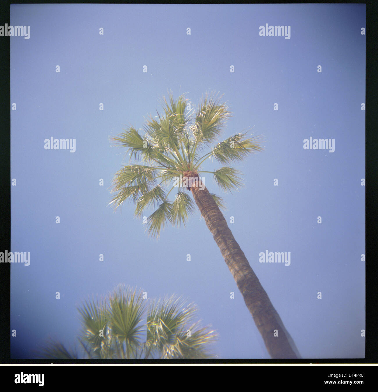 Palm trees in blue sunny hi-res stock photography and images - Alamy
