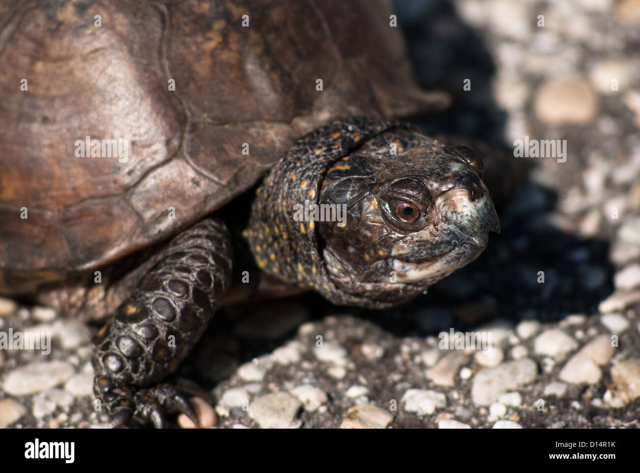 Gopher turtle hi-res stock photography and images - Alamy
