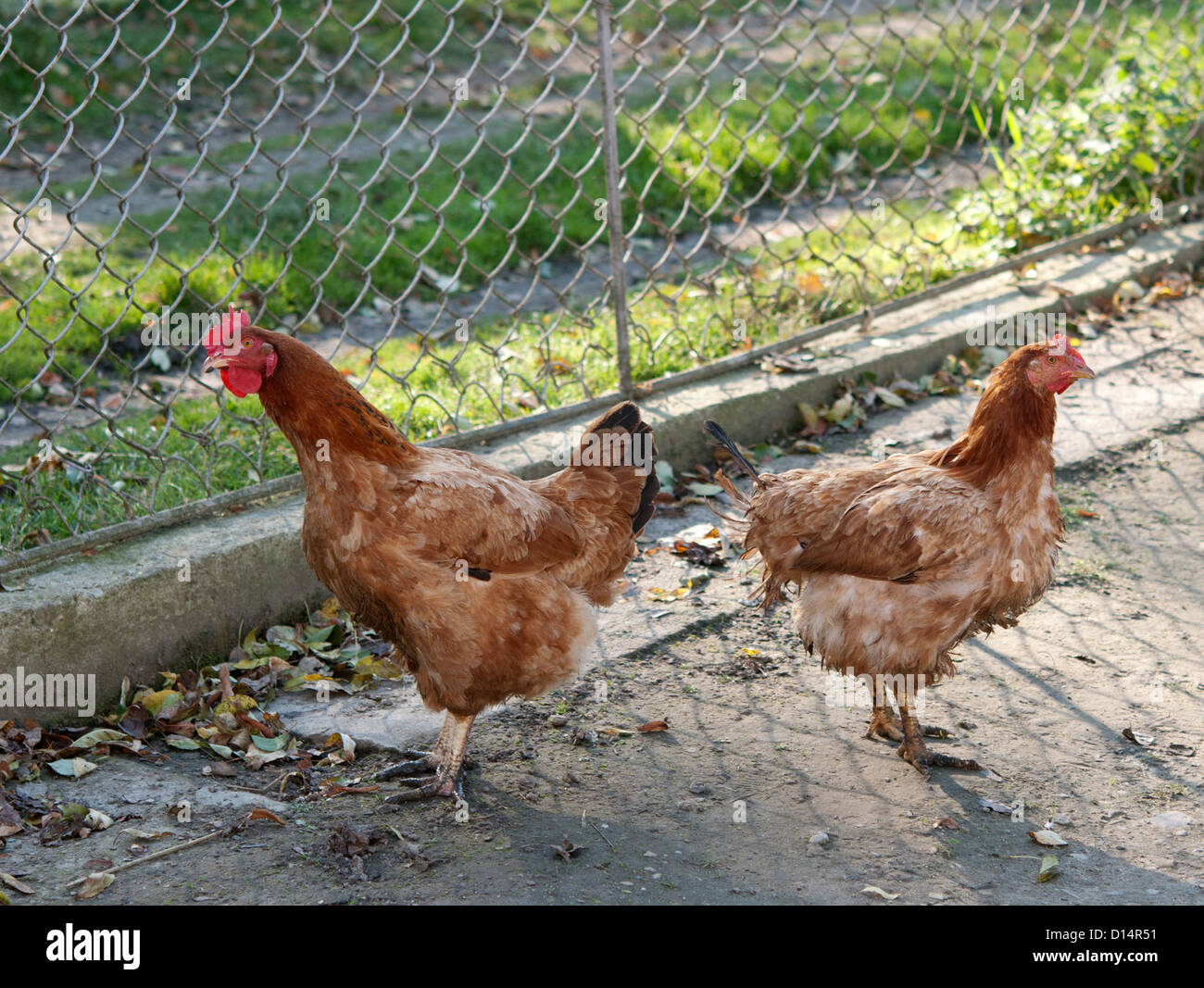 a two hens near fence Stock Photo - Alamy