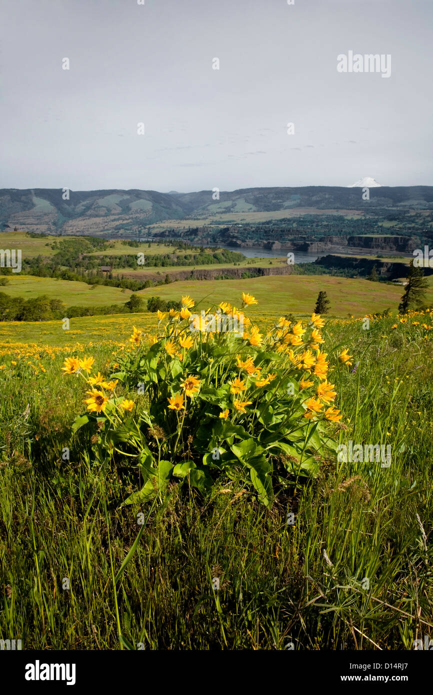 Balsamroot along Tom McCall Trail above the Columbia River at Rowena ...