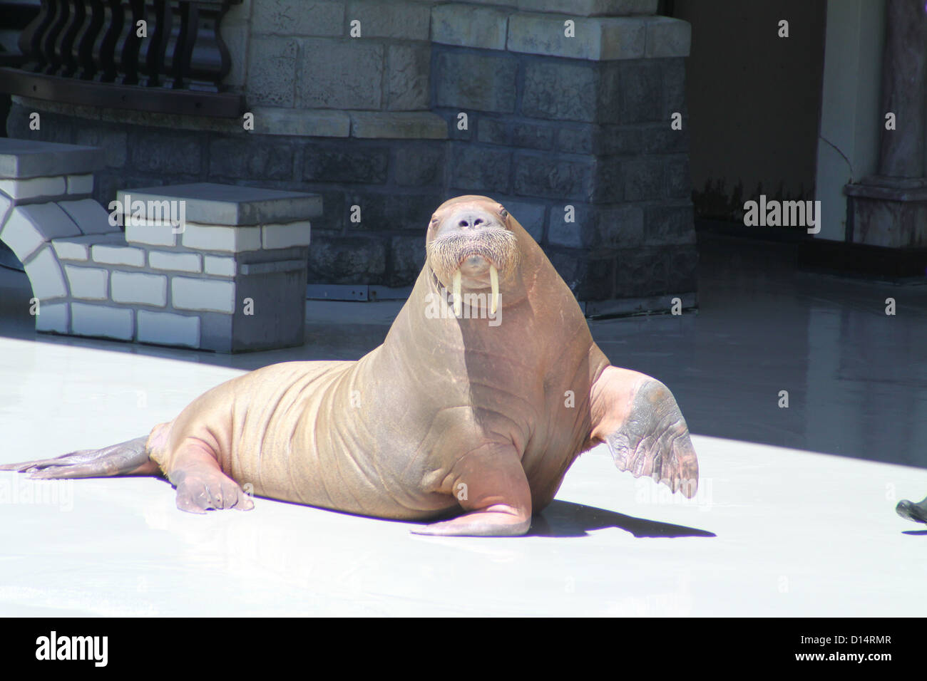 Walrus flipper hi-res stock photography and images - Alamy