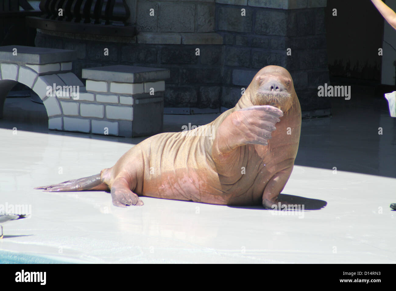 Walrus flipper hi-res stock photography and images - Alamy