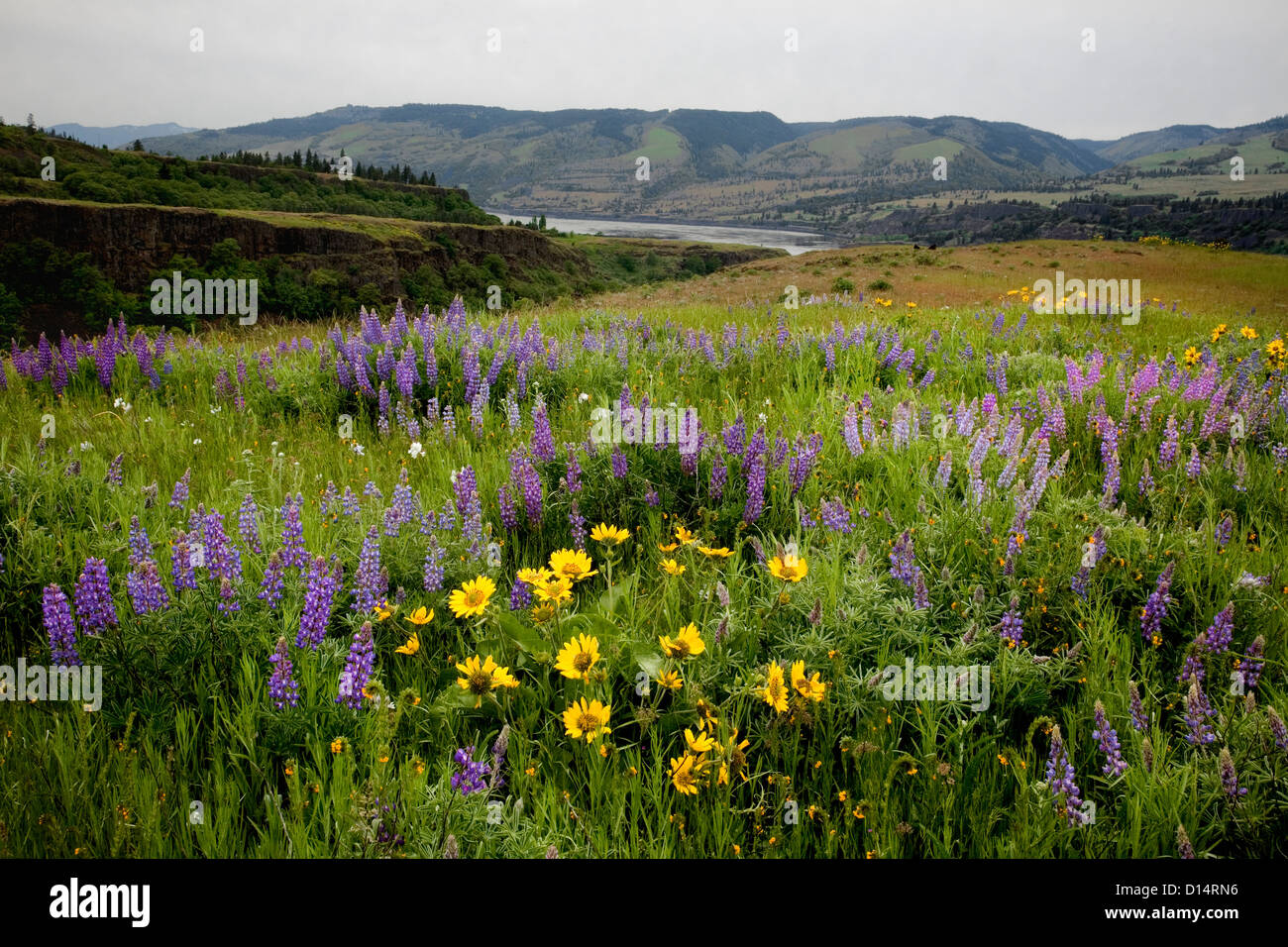 Spring in the columbia gorge hi-res stock photography and images - Alamy