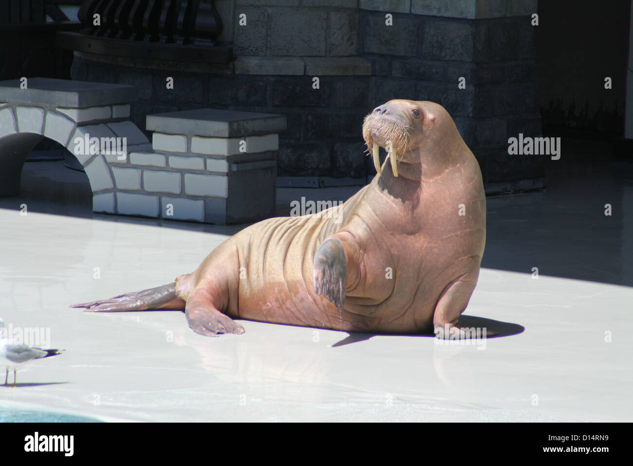 Walrus flipper hi-res stock photography and images - Alamy