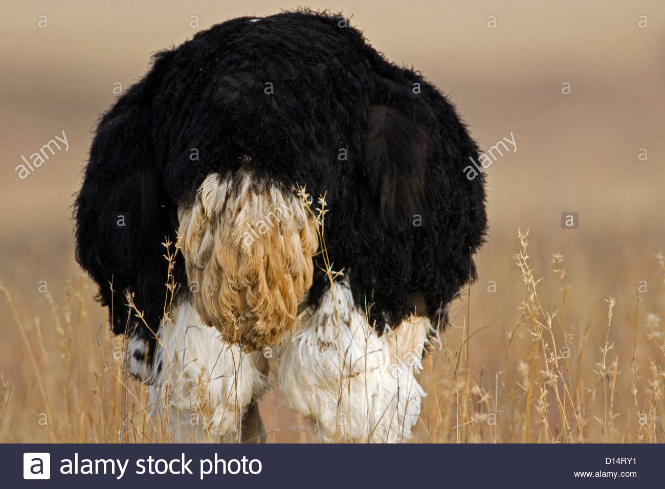 Backside High Resolution Stock Photography and Images - Alamy