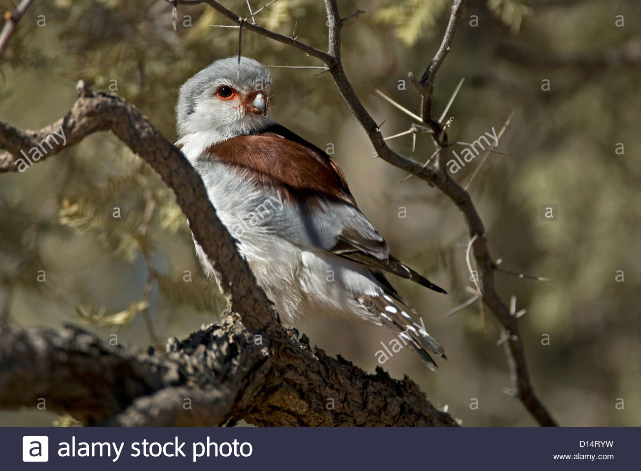 African Pygmy Falcon High Resolution Stock Photography and Images - Alamy