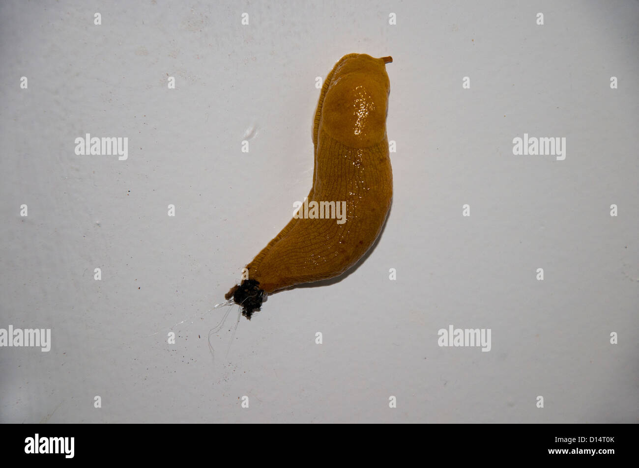 Banana Slug on wall in the Redwood State Park in Oregon USA Stock Photo ...