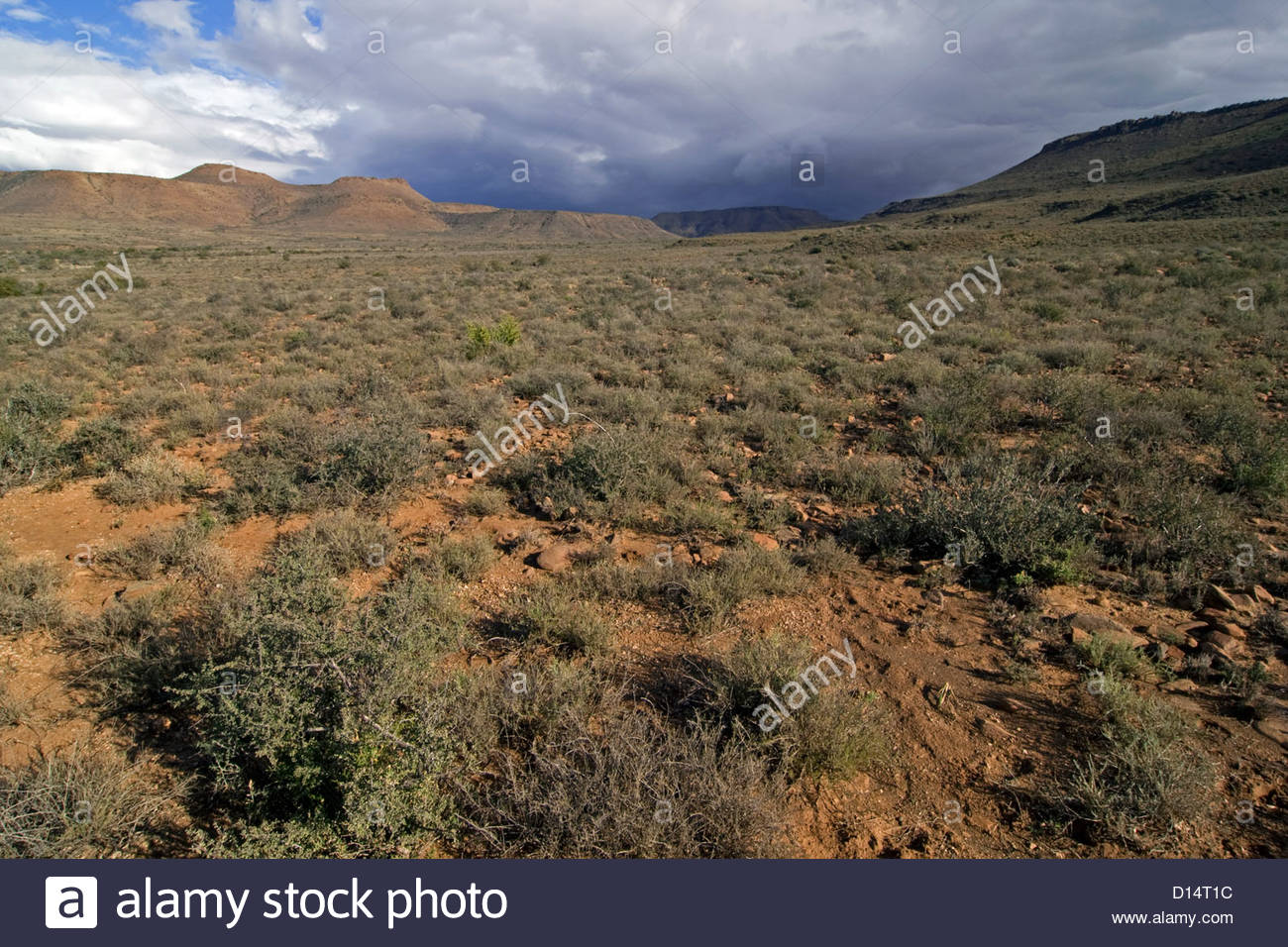 Semi Arid Vegetation Stock Photos & Semi Arid Vegetation Stock Images ...
