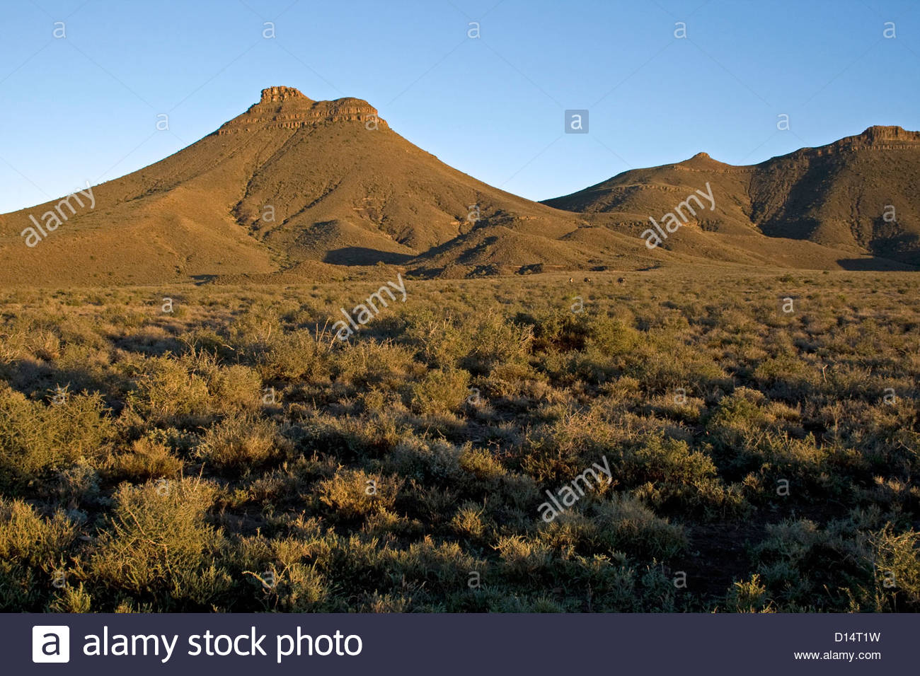 Semi Arid Vegetation Stock Photos & Semi Arid Vegetation Stock Images ...