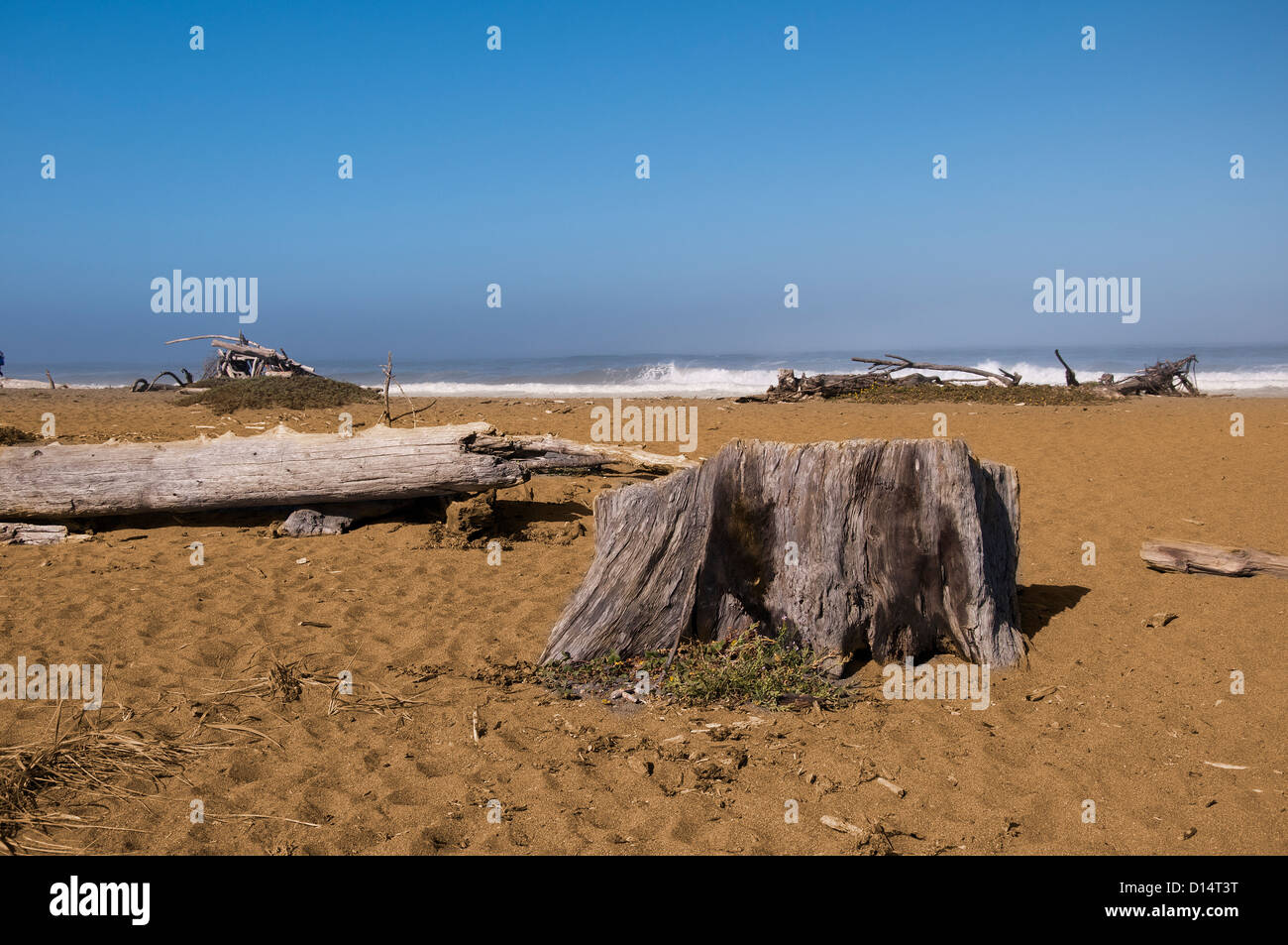 Beach with Driftwood in Northern California USA Stock Photo - Alamy