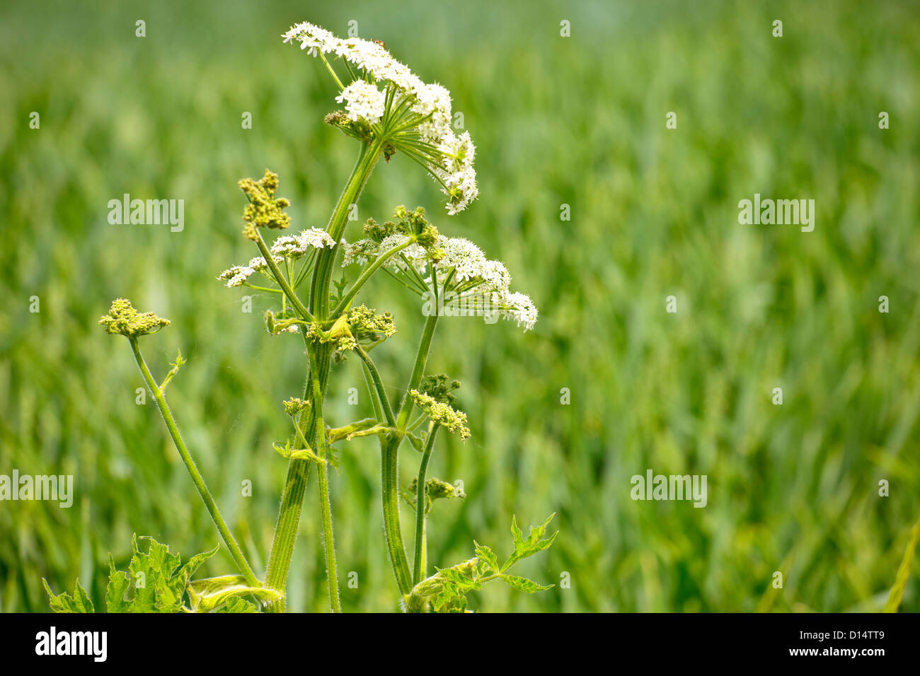 Goutweed hi-res stock photography and images - Alamy