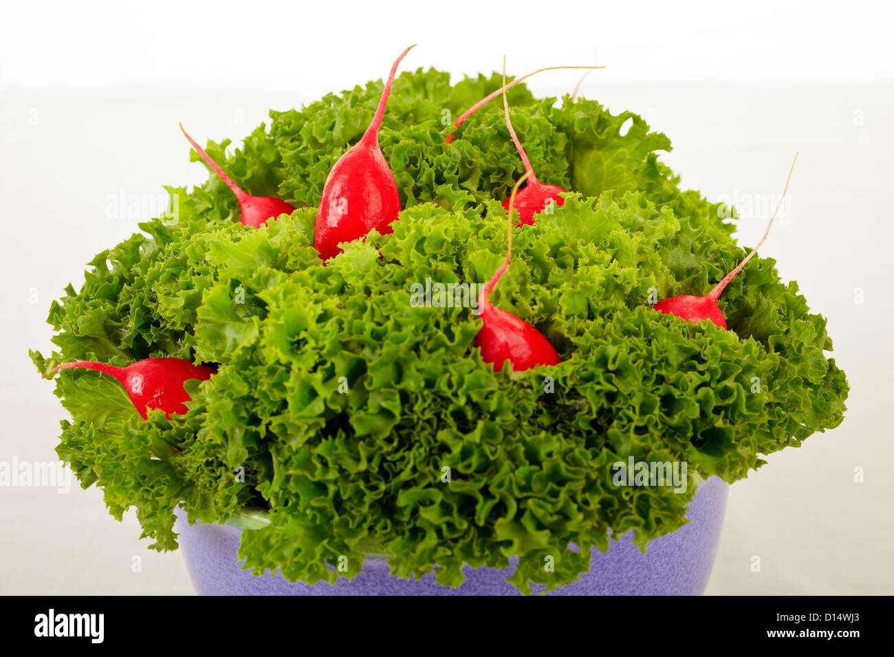 Green frizzy lettuce hi-res stock photography and images - Alamy