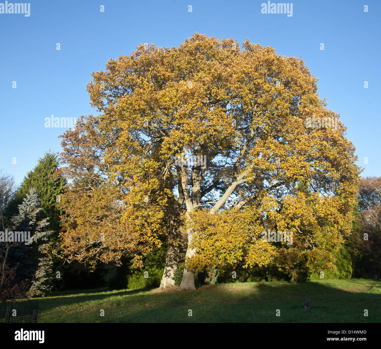 Oak tree in autumn Stock Photo - Alamy