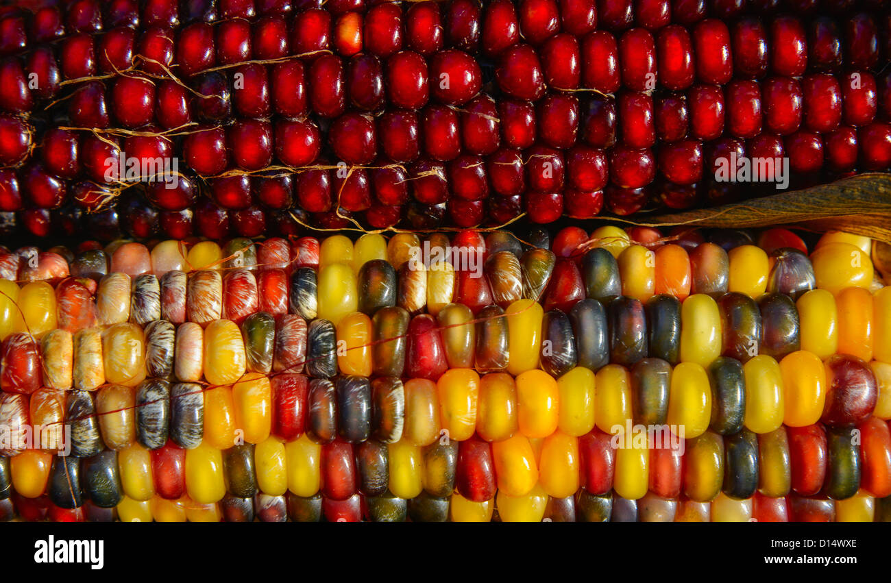 Indian corn hi-res stock photography and images - Alamy