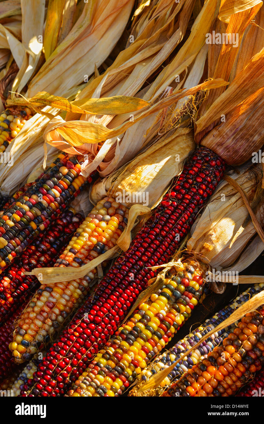 Indian corn hi-res stock photography and images - Alamy