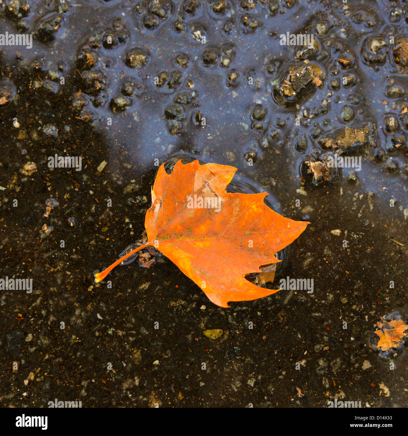 USA, New York City, Fallen leaf in puddle Stock Photo - Alamy