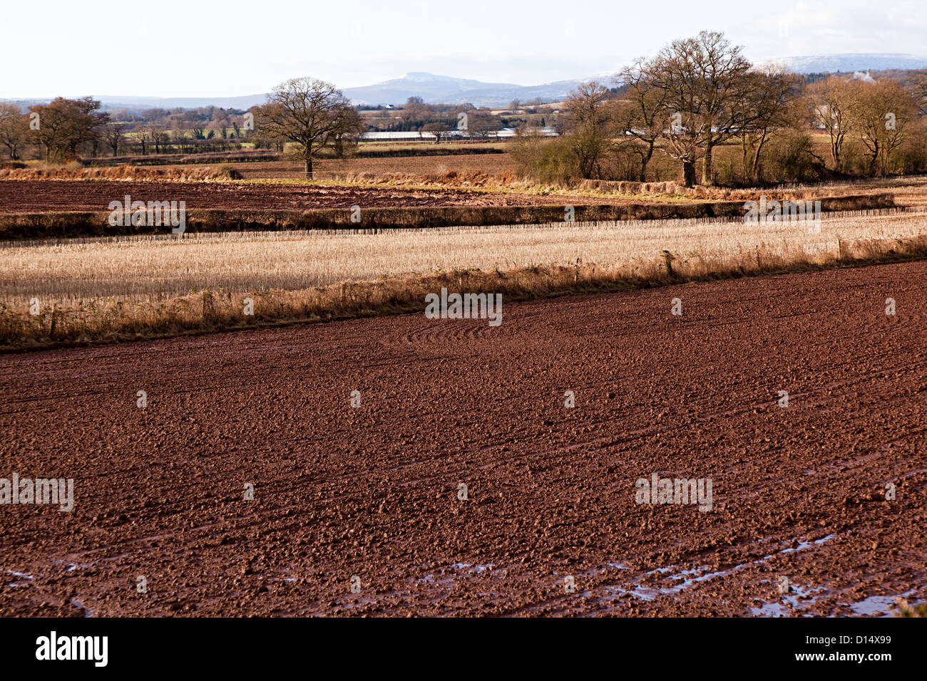 Mud Field Wet Stock Photos & Mud Field Wet Stock Images - Alamy