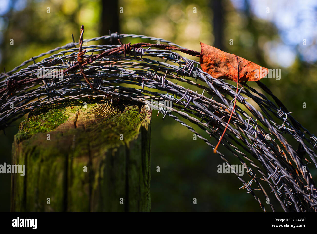 USA, North Carolina, Catawba County, Leaf trapped in barbed wire Stock ...