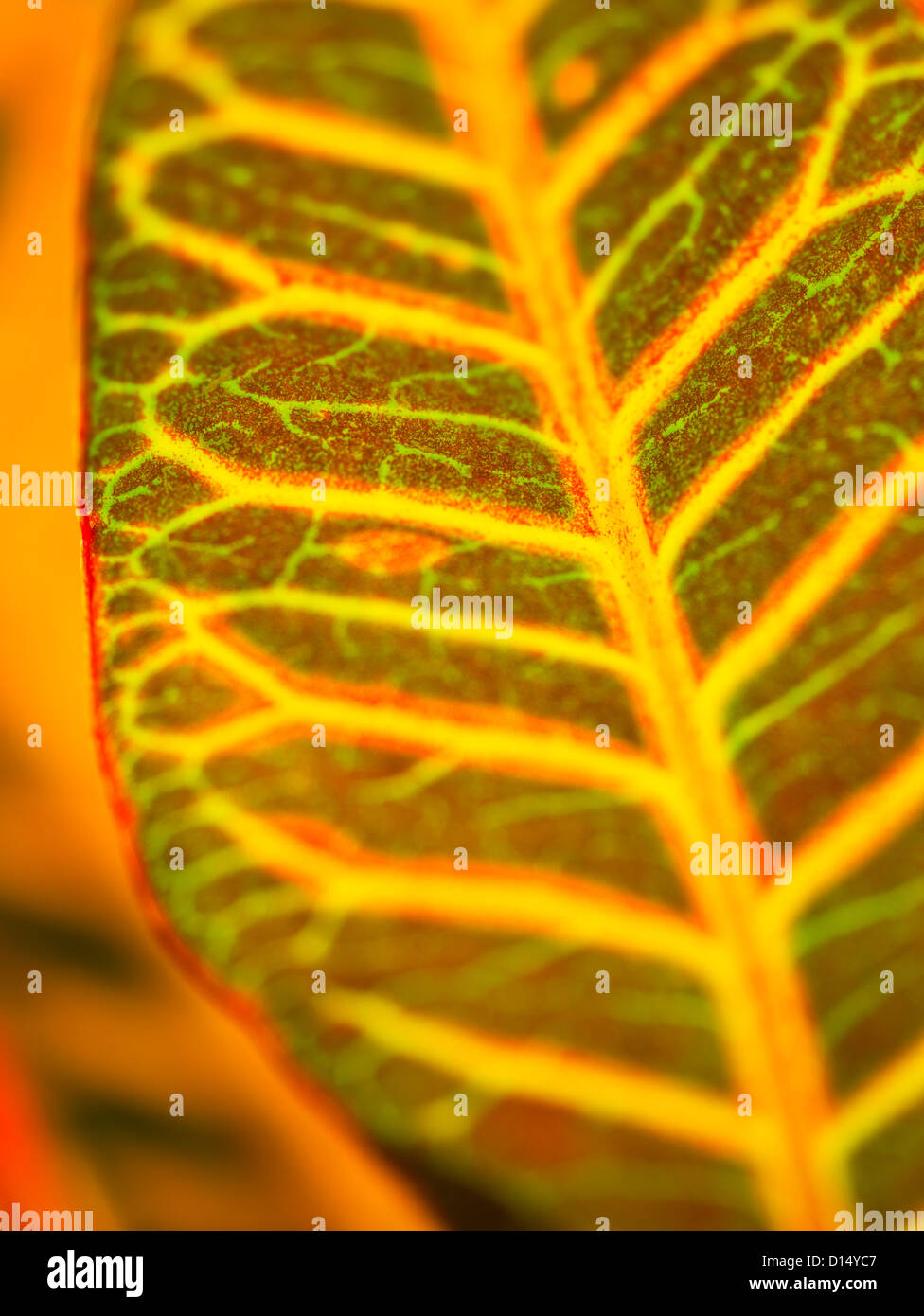 Detail of leaf Stock Photo - Alamy