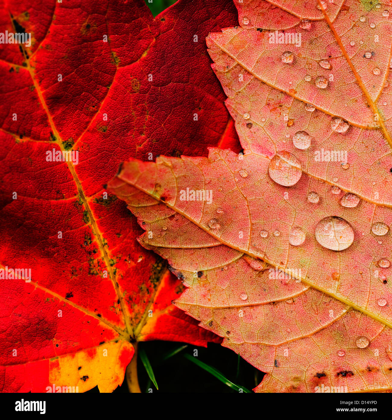Wet autumn leaves Stock Photo - Alamy