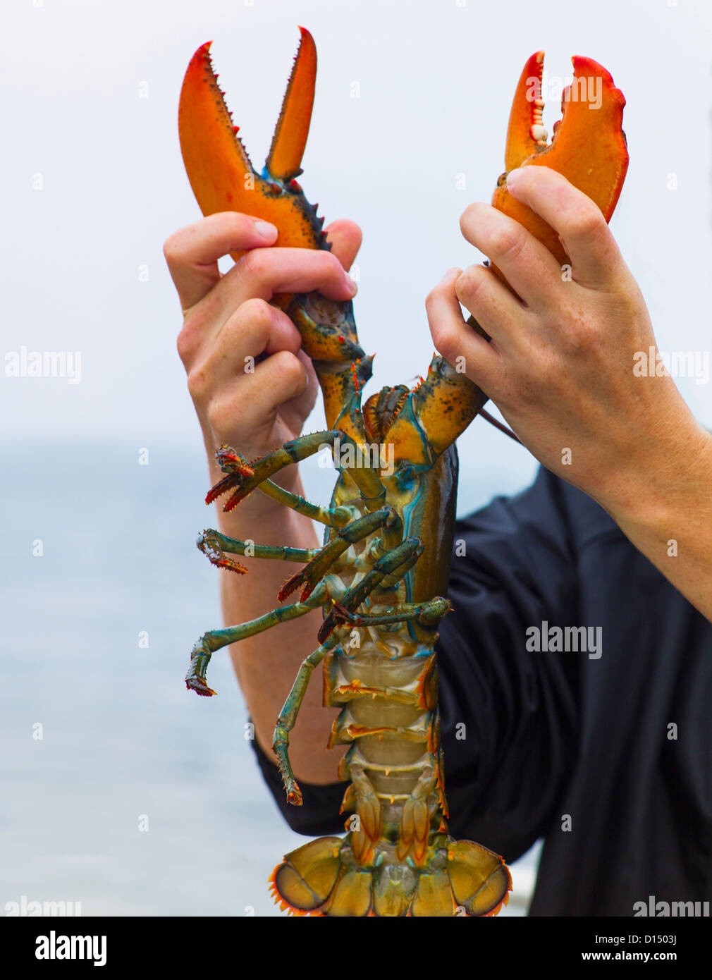 Man Hands Lobster