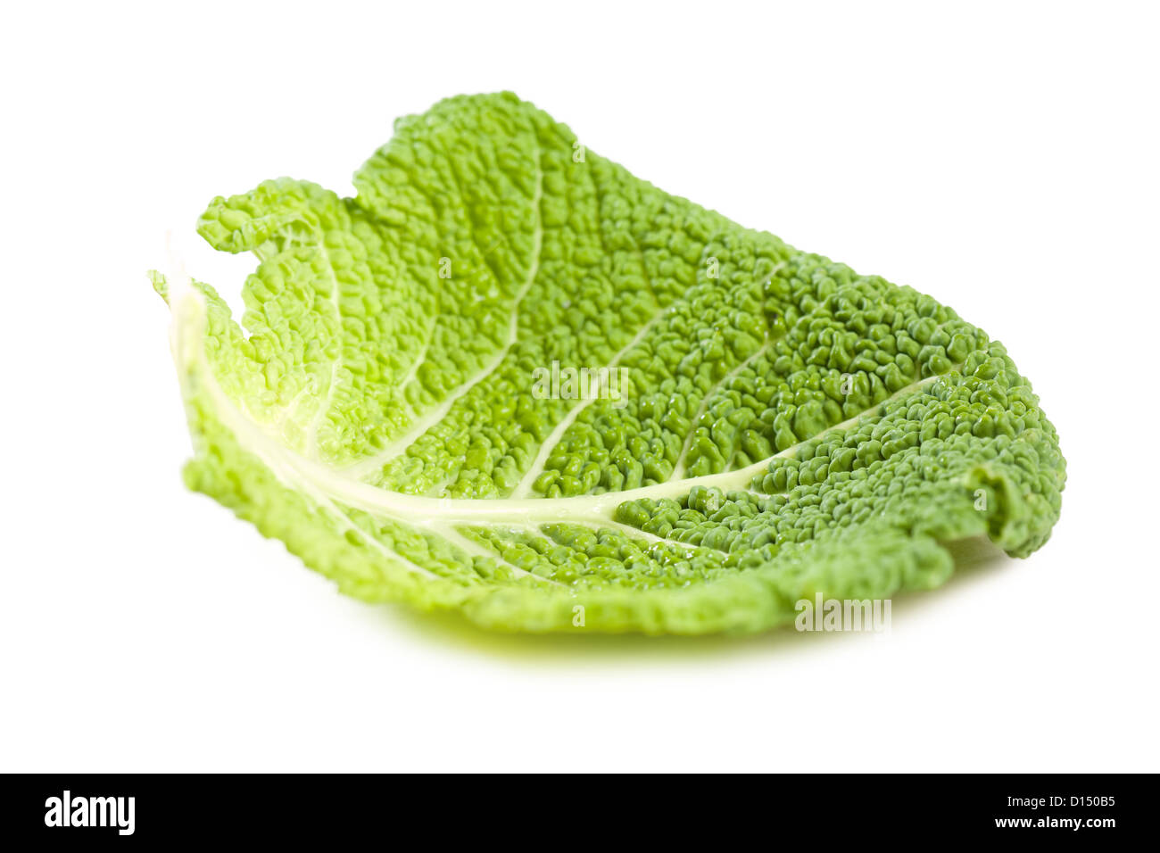 Studio shot of fresh ripe cabbage isolated on white background Stock ...
