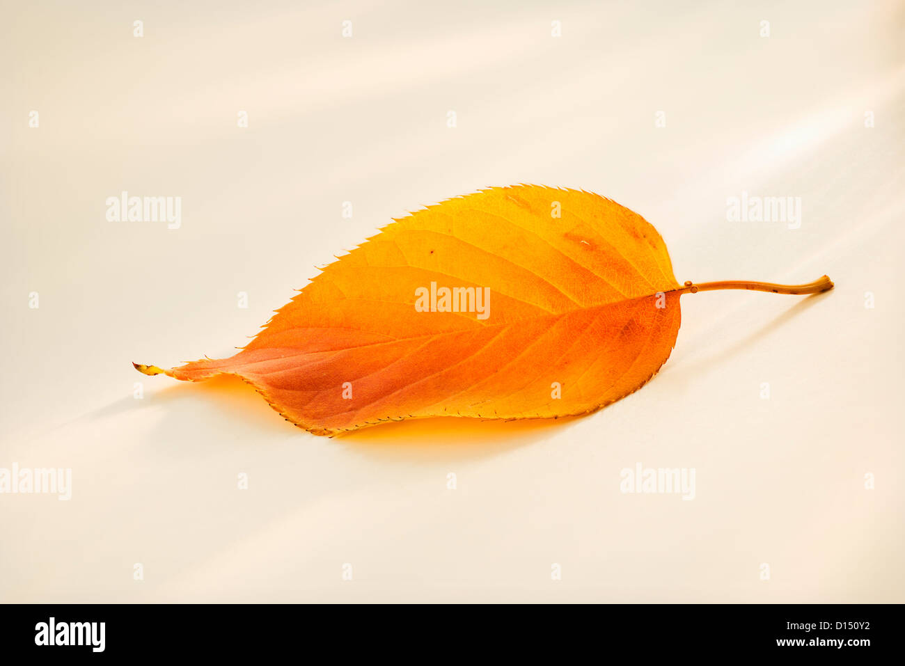 Leaf orange hi-res stock photography and images - Alamy