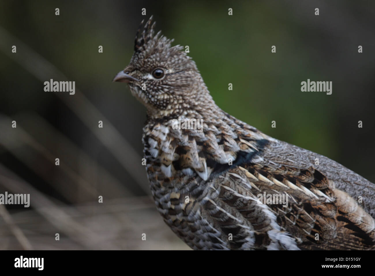Ruffed grouse hi-res stock photography and images - Alamy