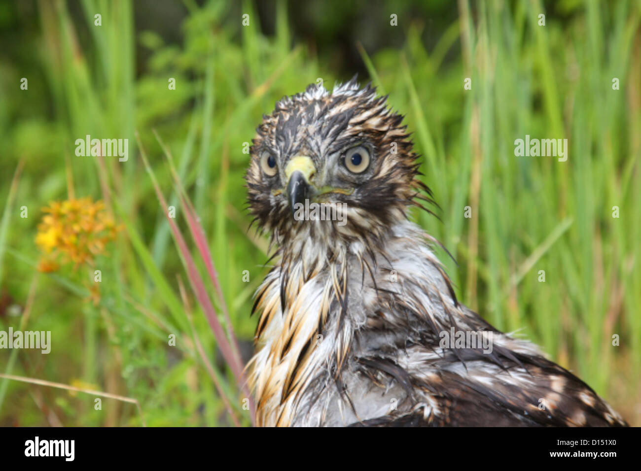 Wet red tail hawk hi-res stock photography and images - Alamy