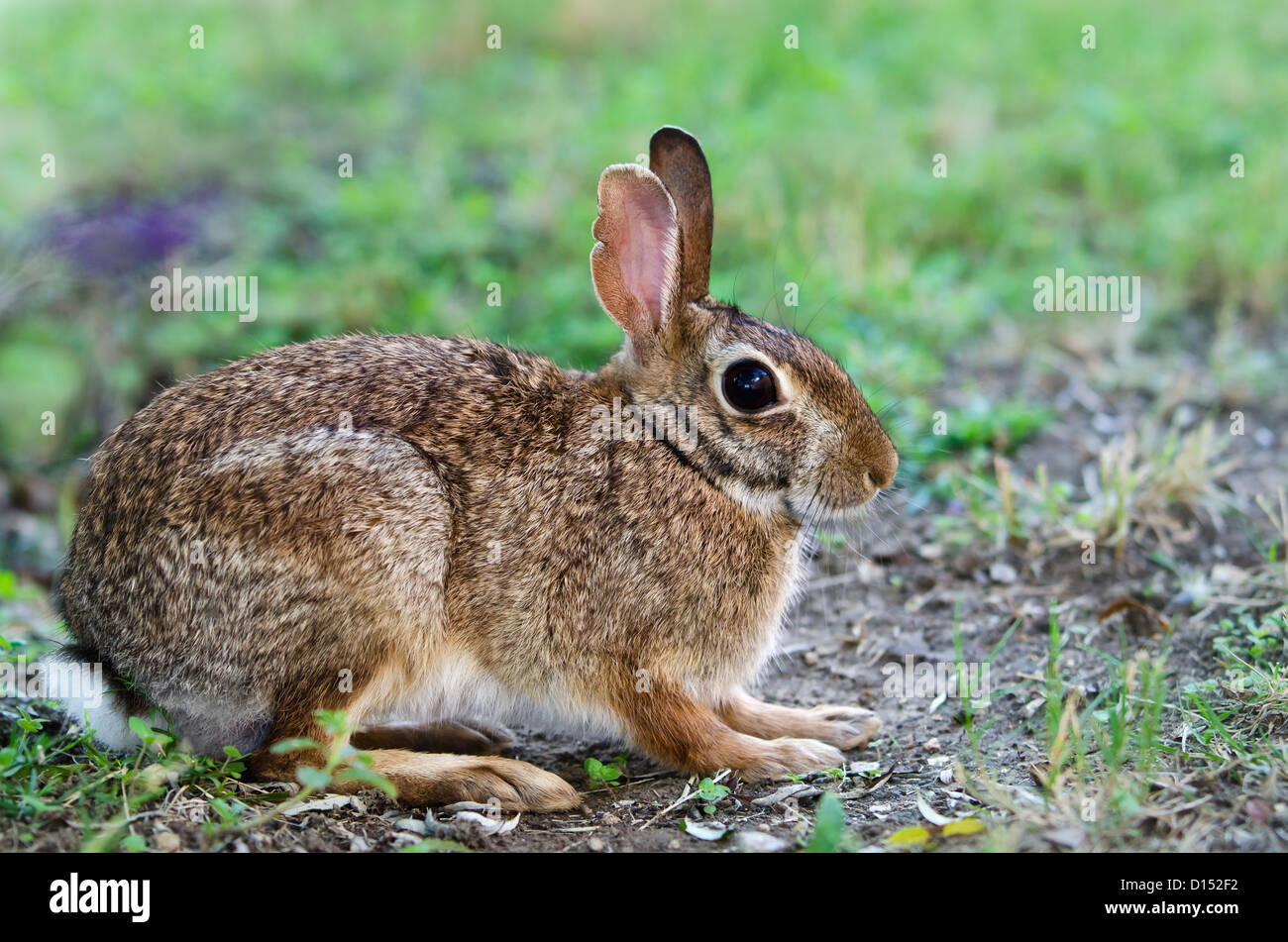 Rabbit tail hi-res stock photography and images - Alamy