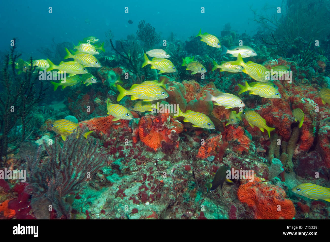 Invertebrate species hi-res stock photography and images - Alamy