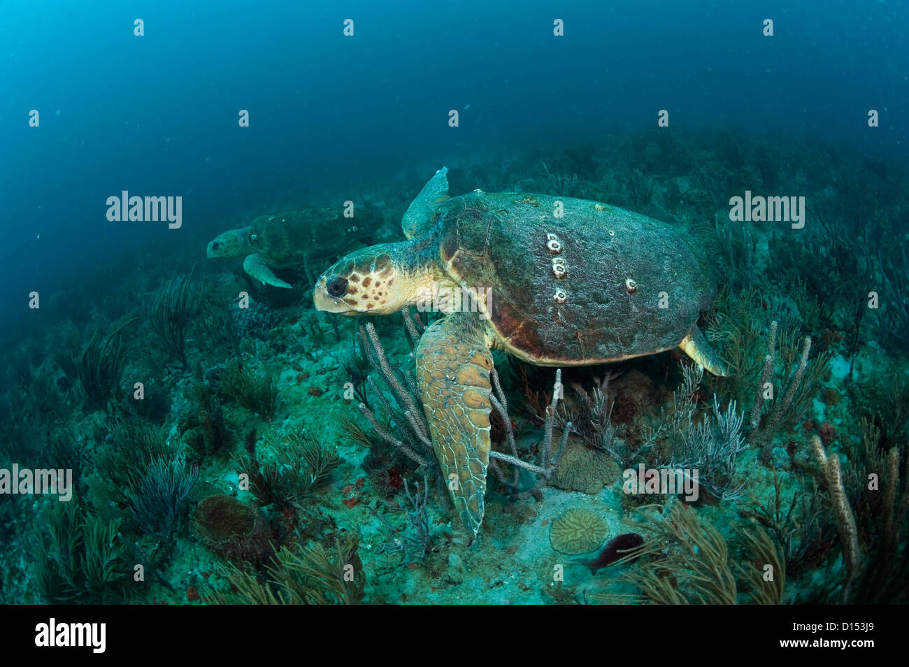 A Loggerhead Sea Turtle, Caretta caretta, swims over a coral reef in ...