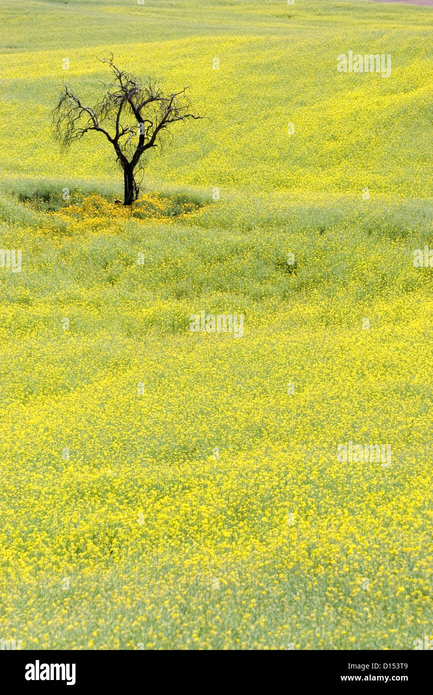 Single tree stood in an Yellow flower Field in ISRAEL Stock Photo - Alamy