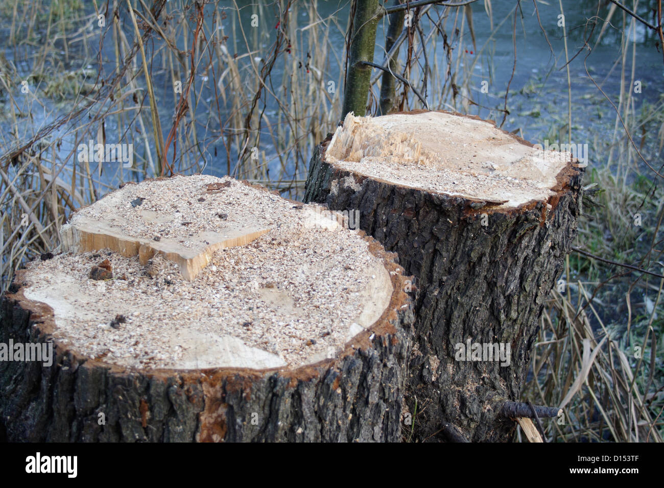 Ecosystem Cut Resources High Resolution Stock Photography and Images ...