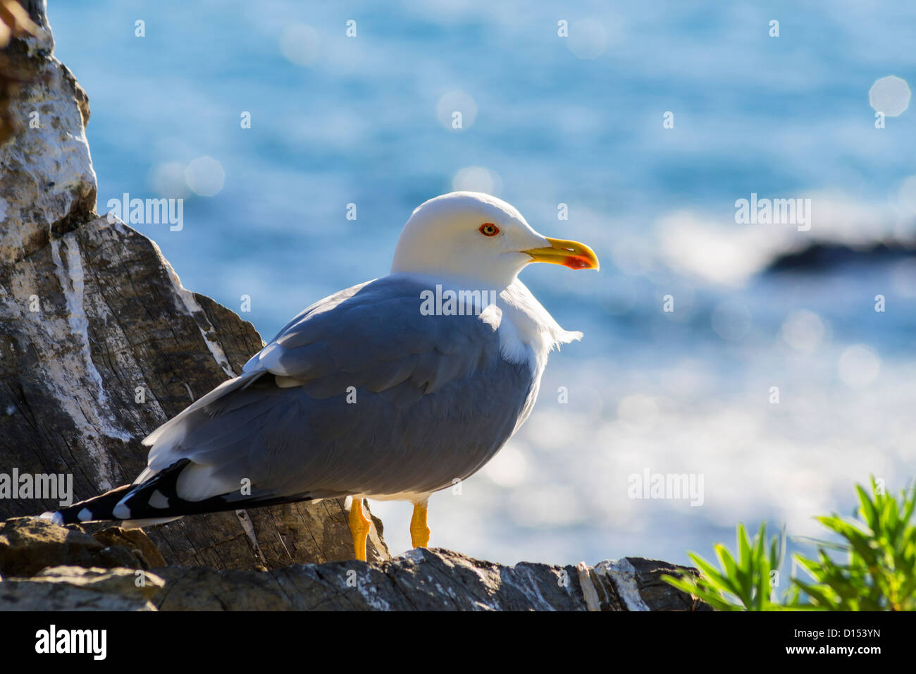 seagull see the horizon Stock Photo - Alamy